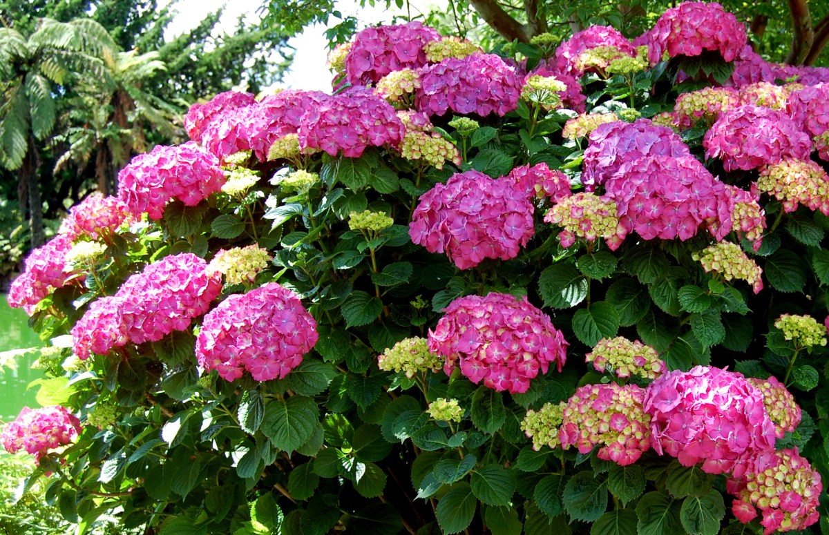 Thursday Thoughts – A Delightful Colour | Leya