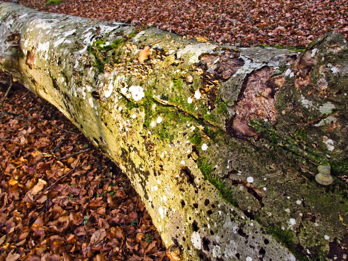 # 285 Spräckligt – Speckled, spotted (32/365) | Leya