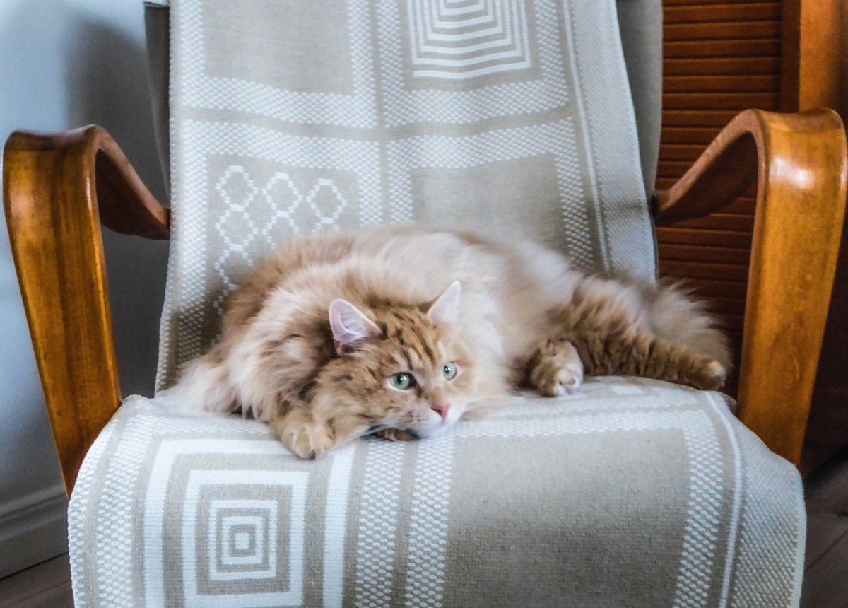 The Siberian Forest Cat | Leya