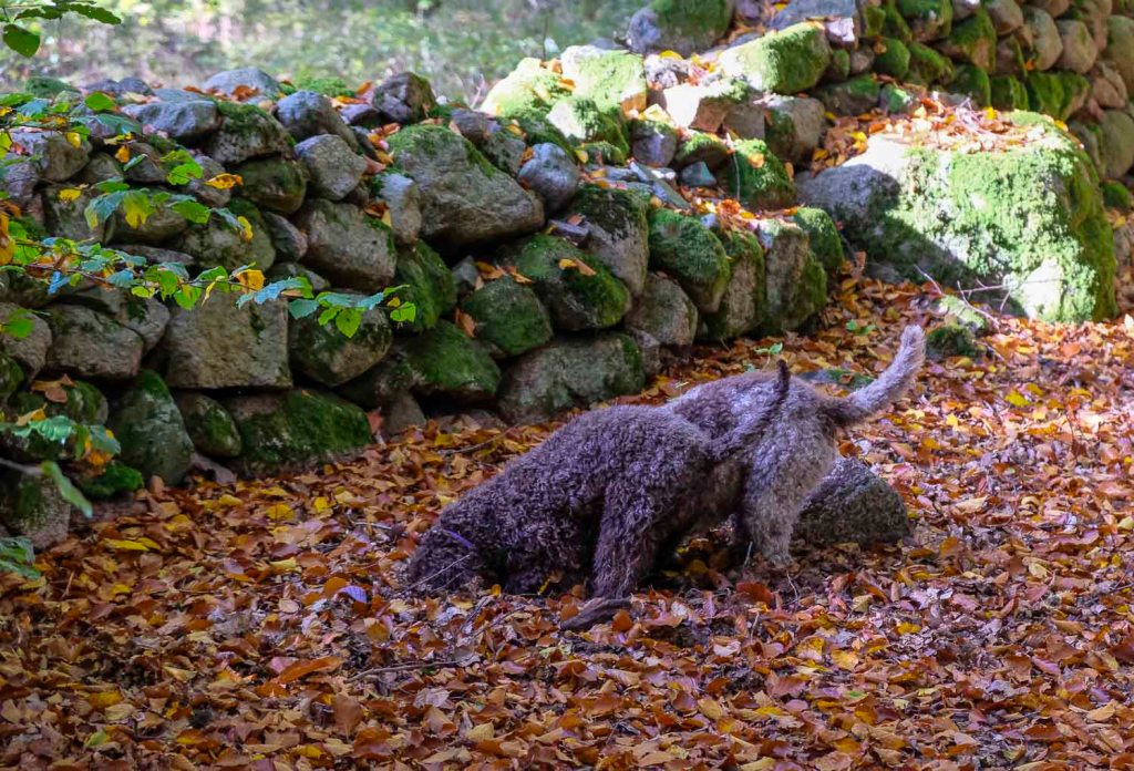 Lens-Artists Challenge #368, Looking Back to #106 – Autumn | Leya