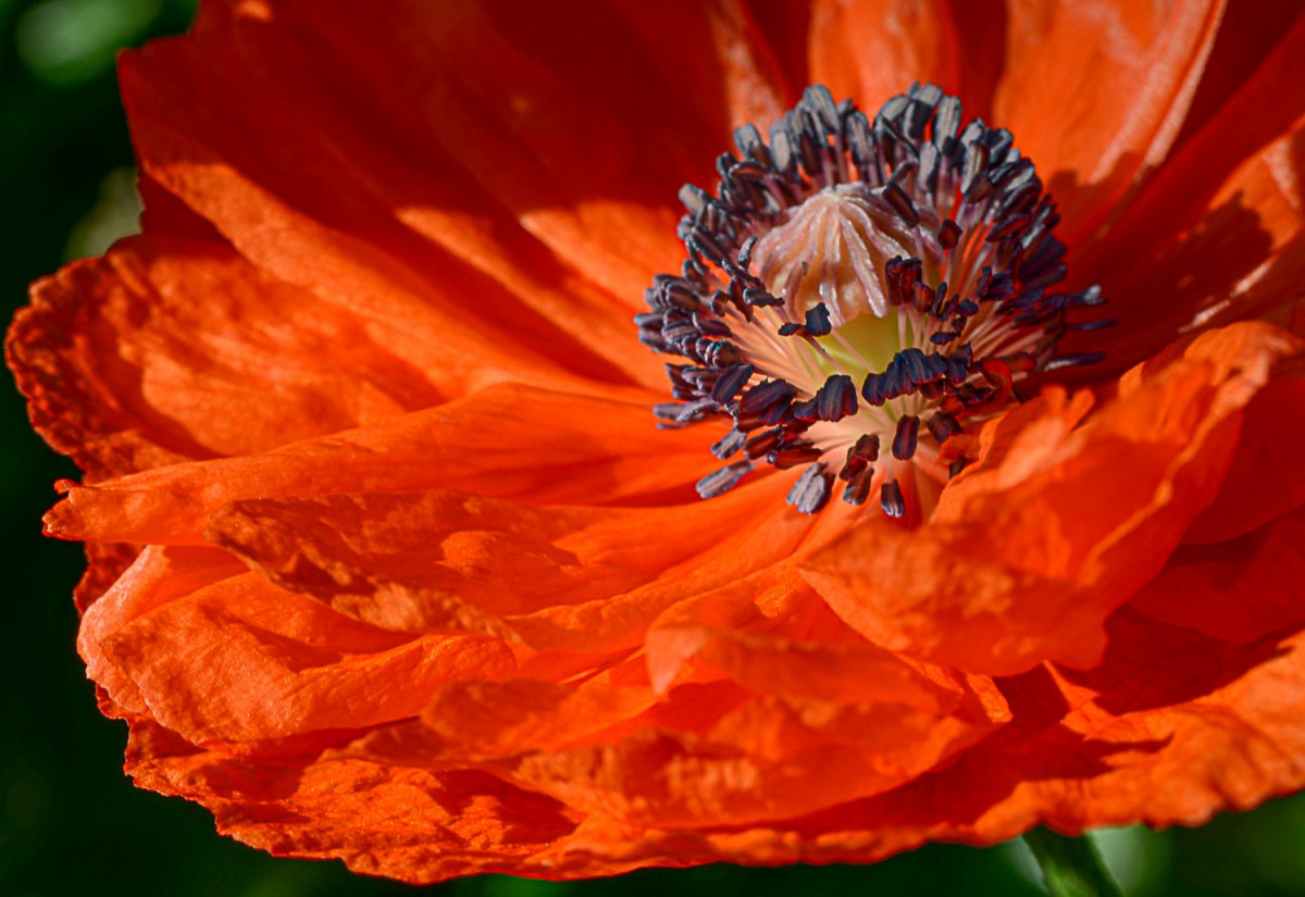 Lens-Artists Photo Challenge #101 – One Single Flower | Leya