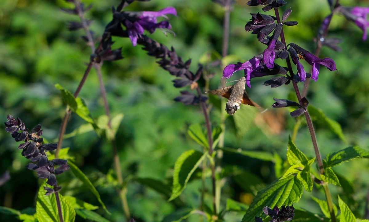 Macro Monday – Hummingbird Hawkmoth | Leya