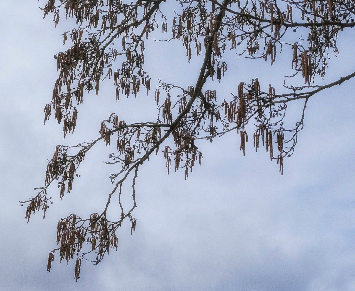 Lens-Artists Challenge #241 – Spring | Leya