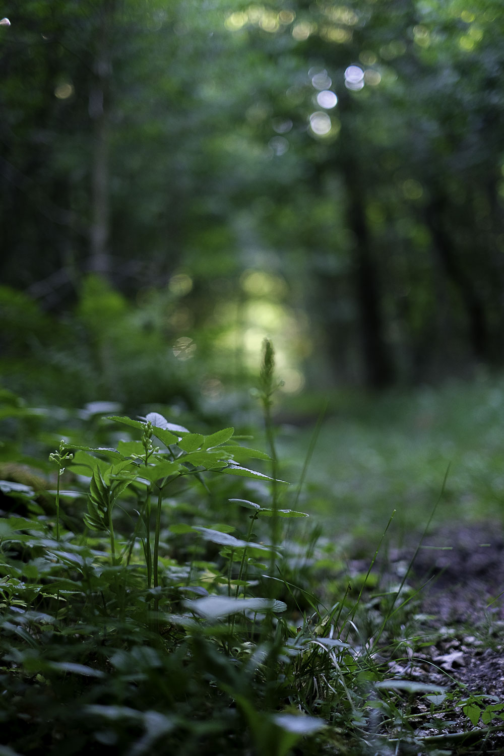 Lens-Artists Challenge #253 – Fragments | Leya