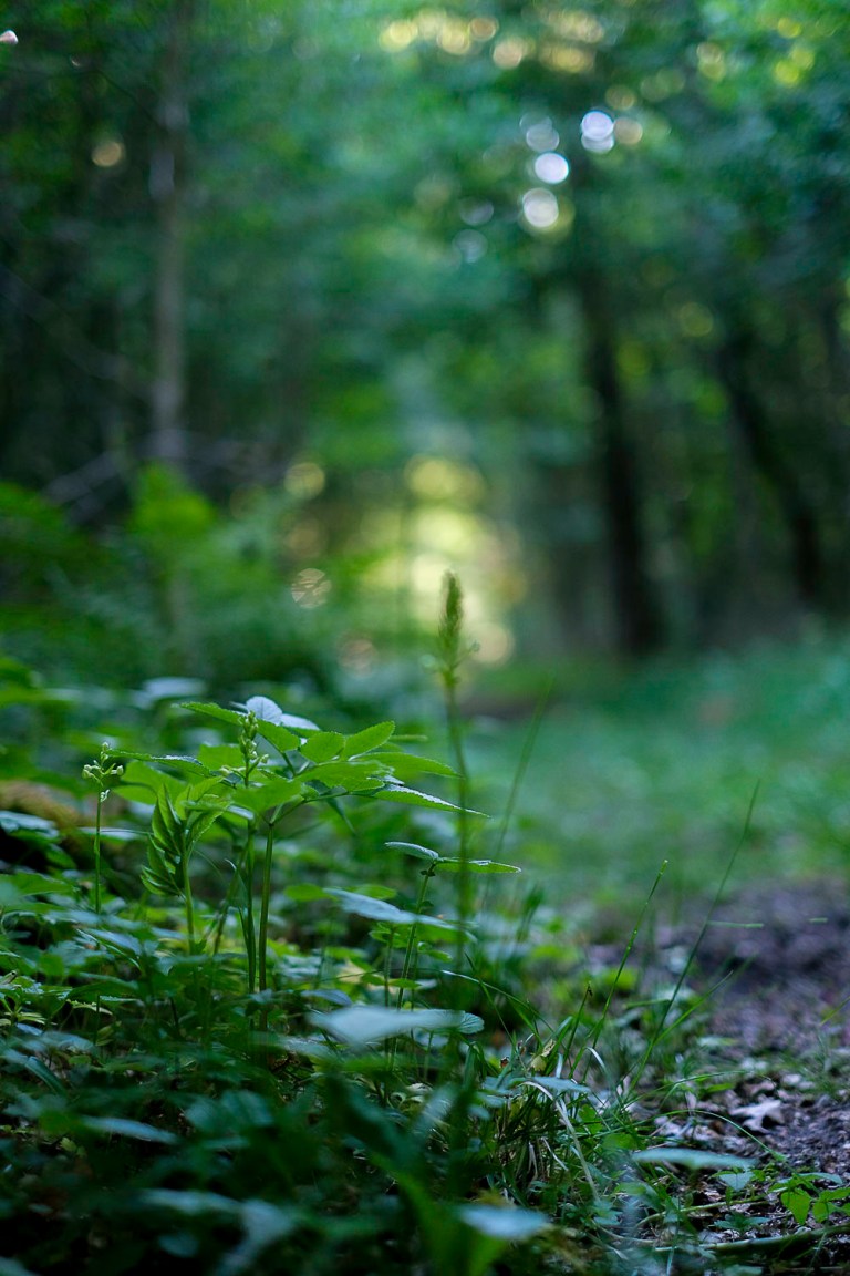 Lens-Artists Challenge #253 – Fragments | Leya