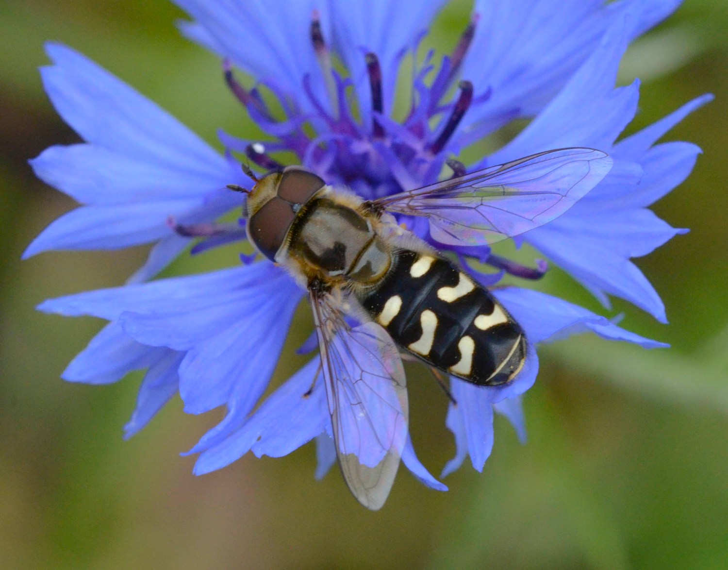 Lens-Artists Challenge #376 – Wings | Leya