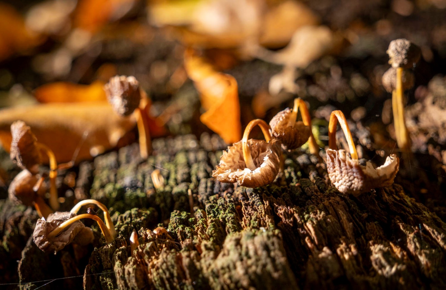 Thursday Thoughts – Mushroom and moss days | Leya