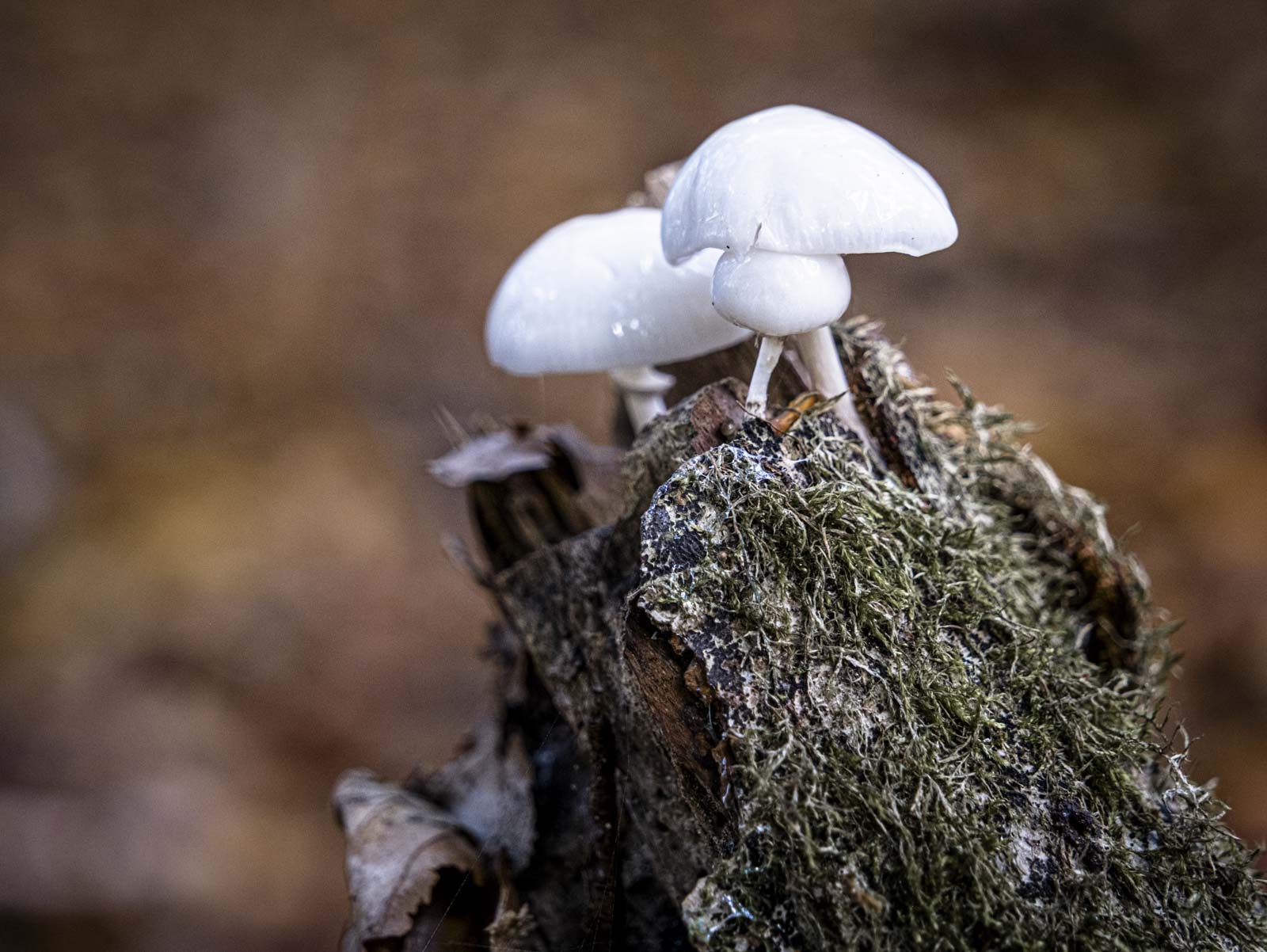 Thursday Thoughts – Mushroom and moss days | Leya