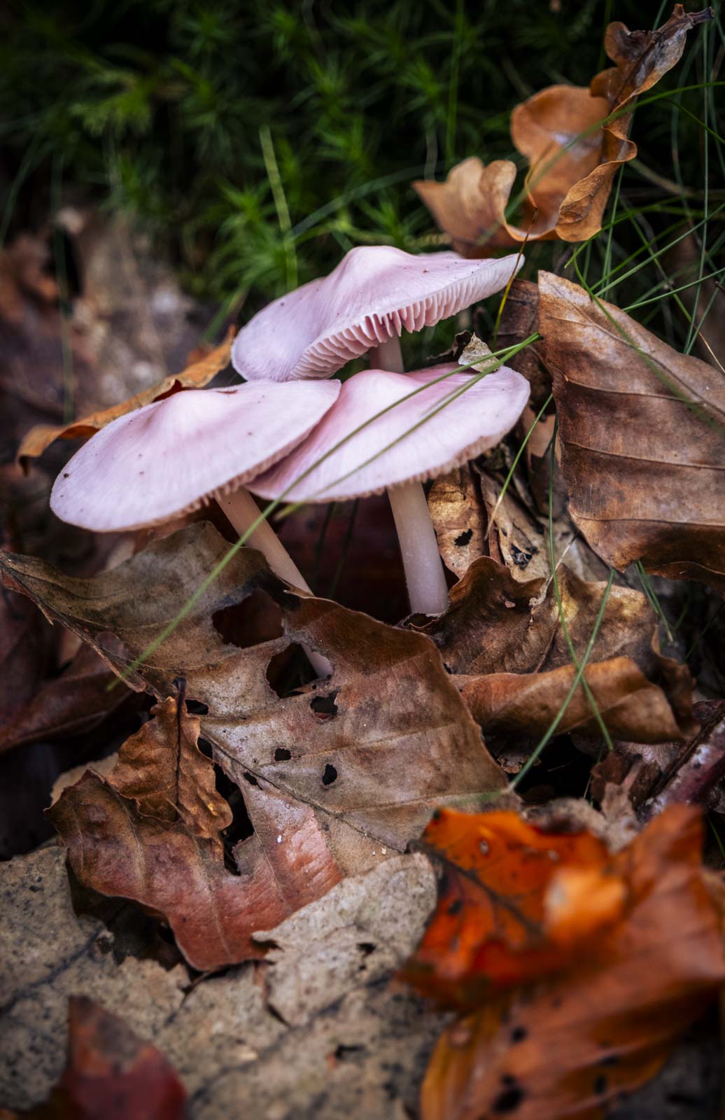 Thursday Thoughts – Mushroom and moss days | Leya