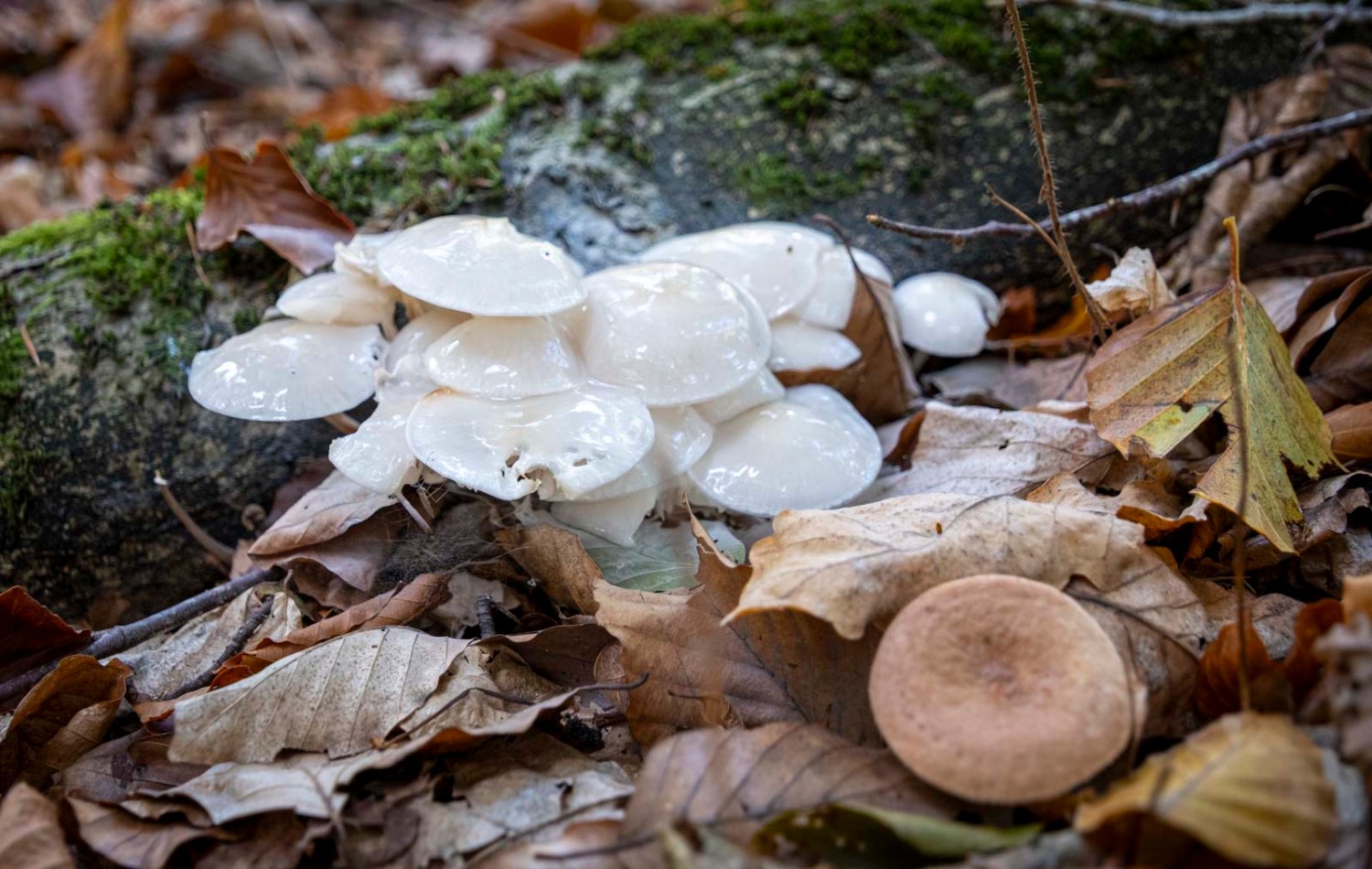 Thursday Thoughts – Mushroom and moss days | Leya