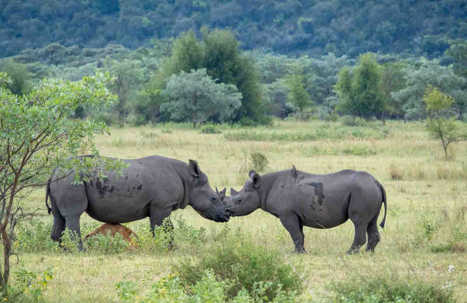 Thursday Thoughts – Fighting Poachers | Leya